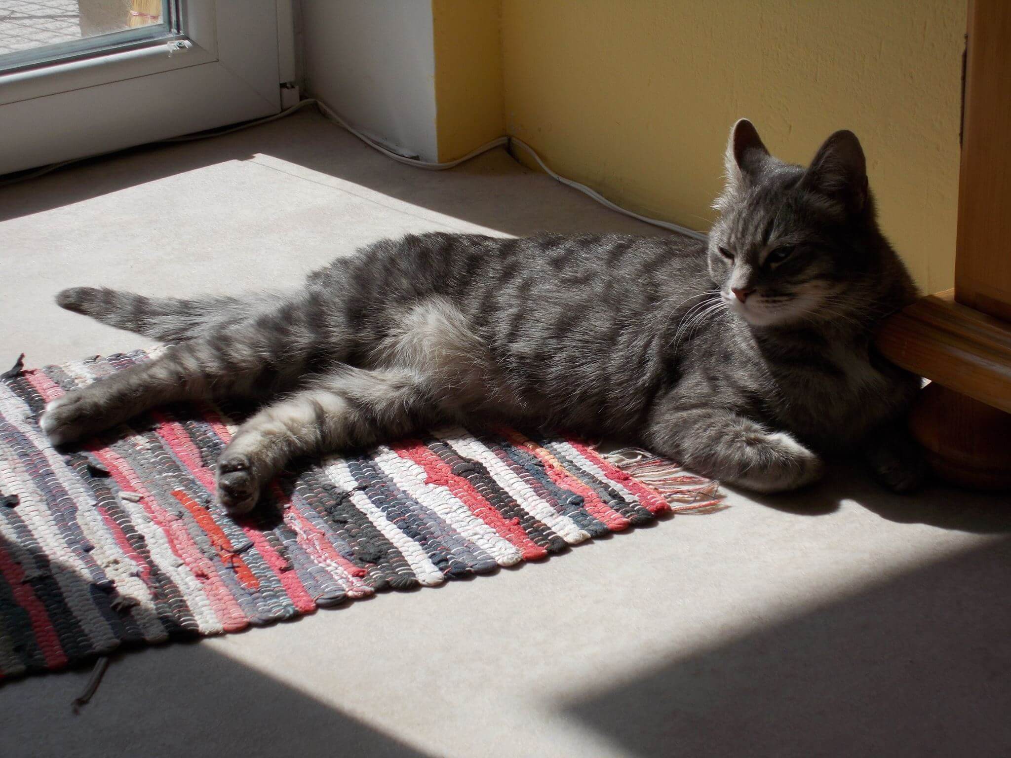 Majhna mucka Čili ima novo ime - Mini | Zavetišče za zapuščene živali ...