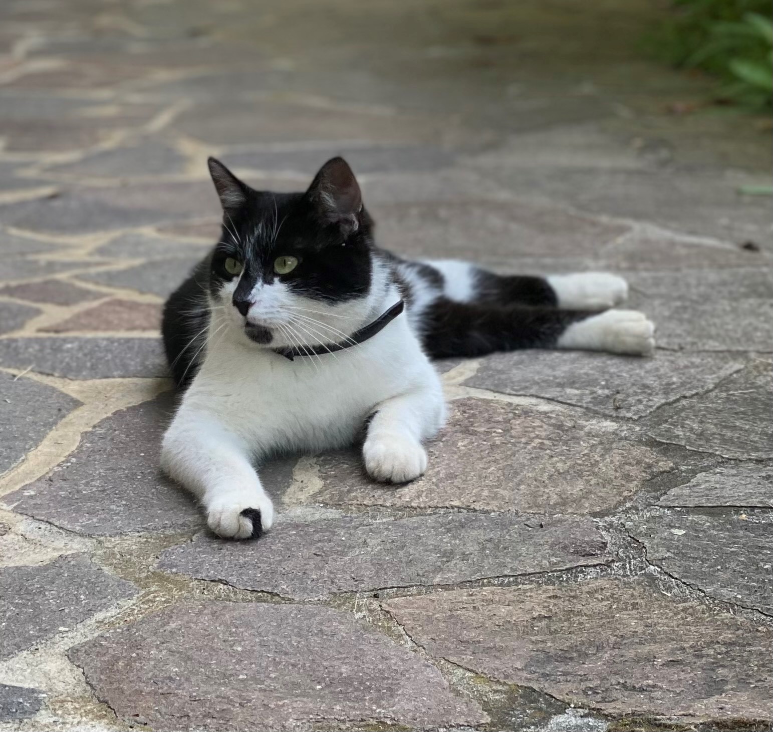 Najden mucek v Štepanjskem naselju - Zavetišče Ljubljana