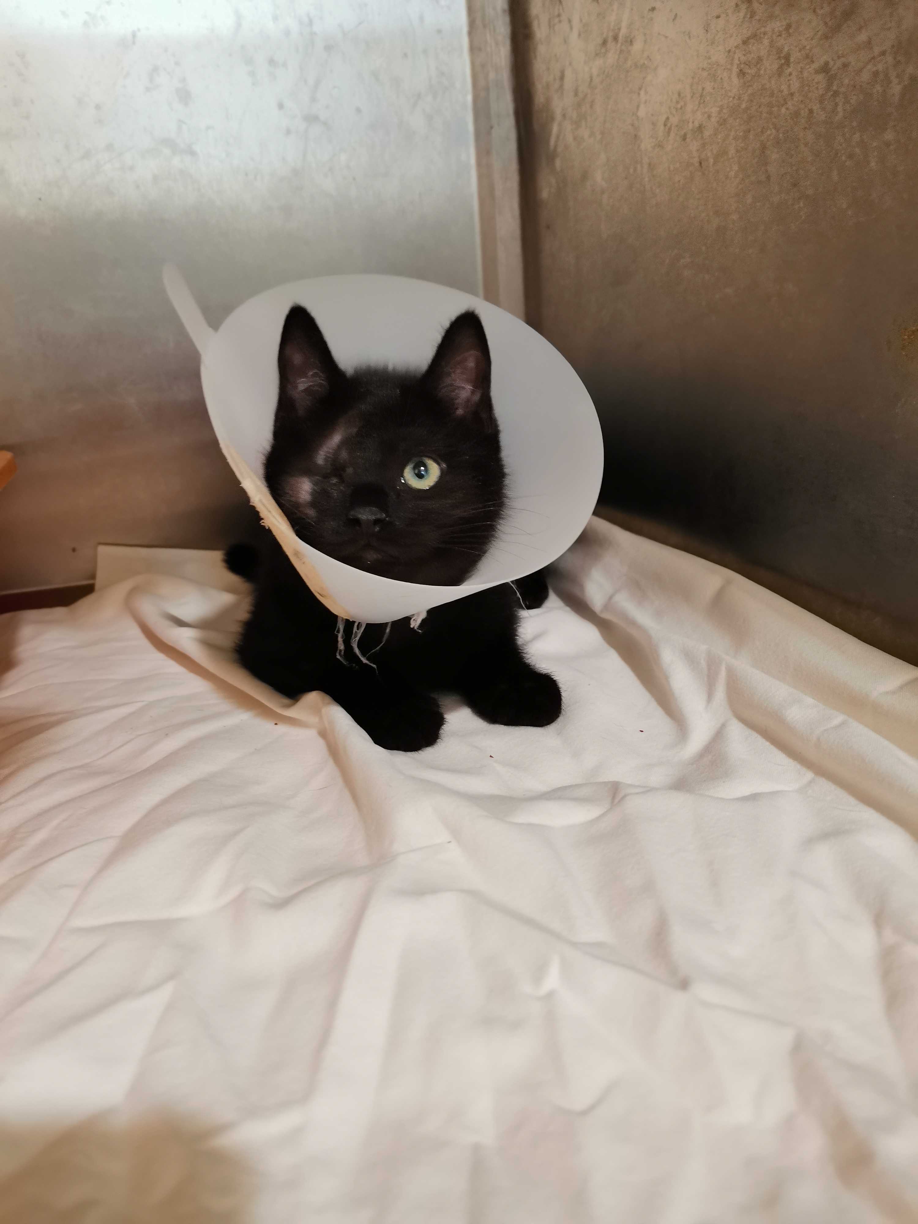 Snowball | Zavetišče za zapuščene živali Ljubljana