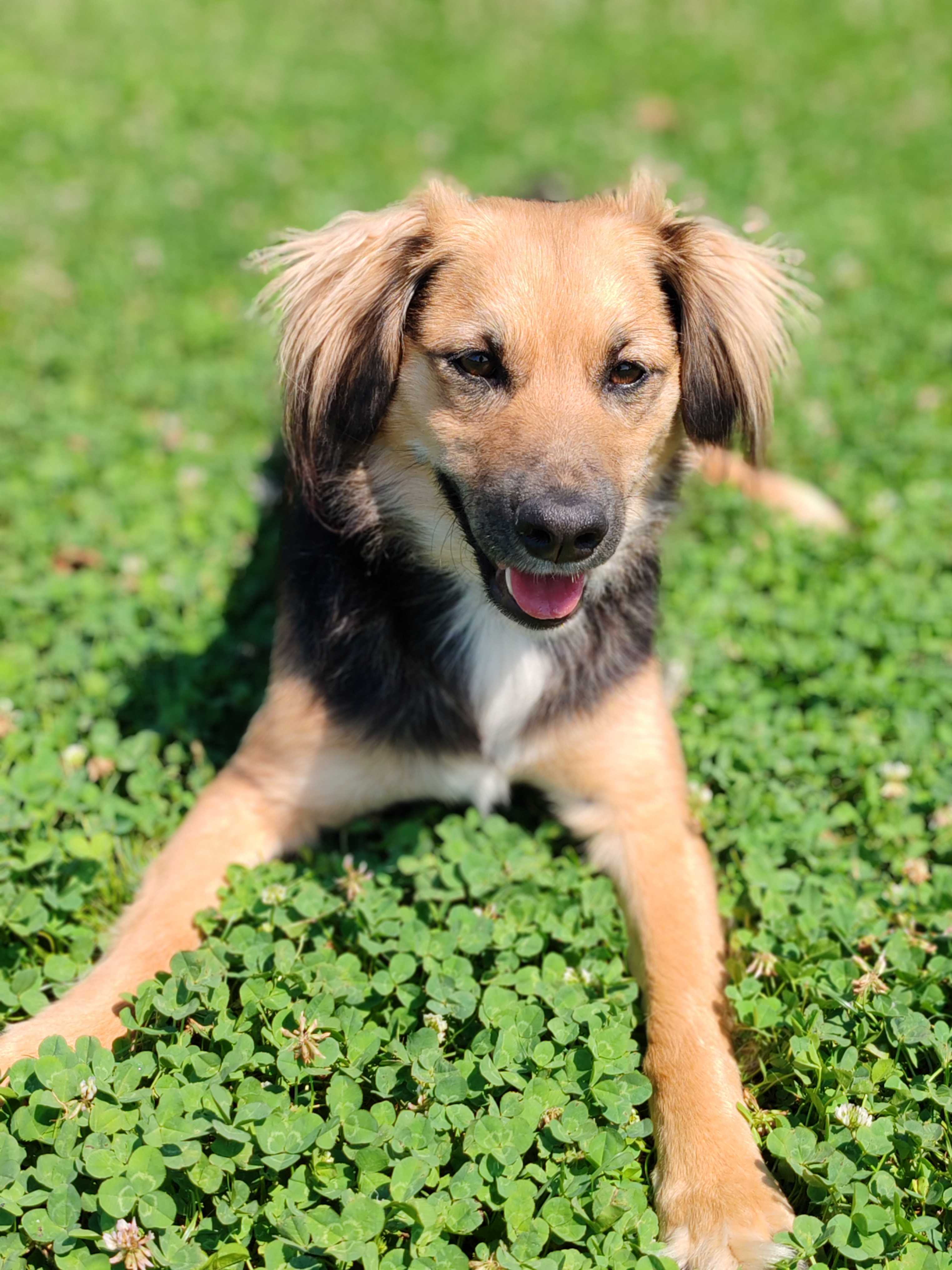 Lia | Zavetišče za zapuščene živali Ljubljana