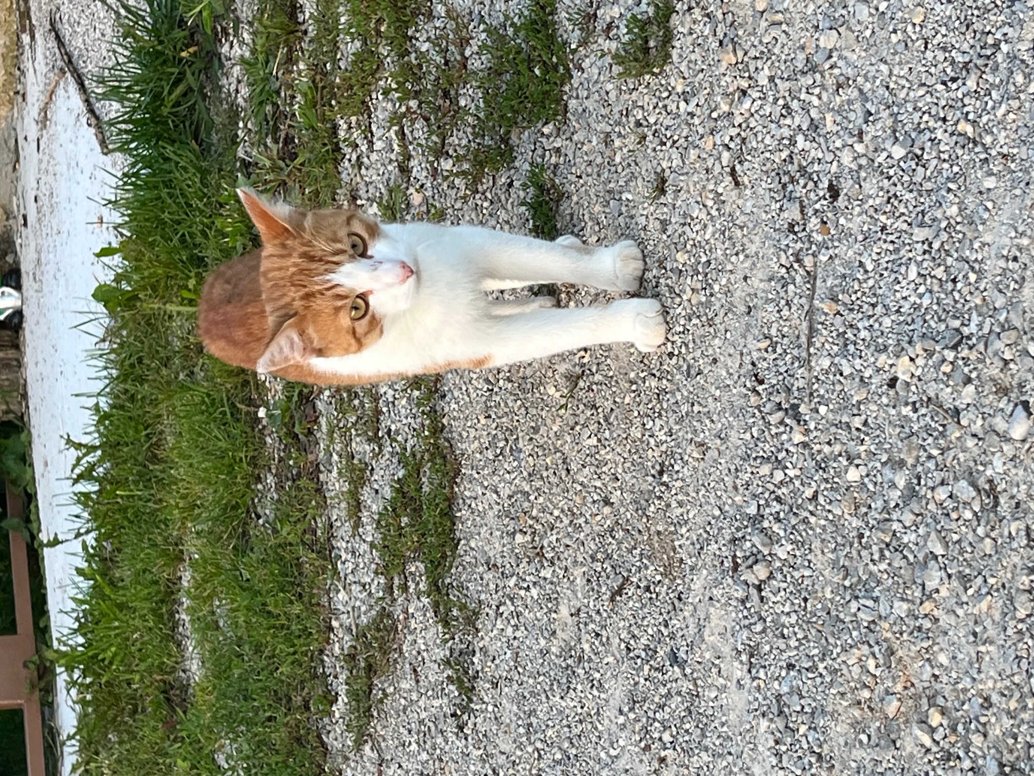 Pogrešan mucek Mango | Zavetišče za zapuščene živali Ljubljana