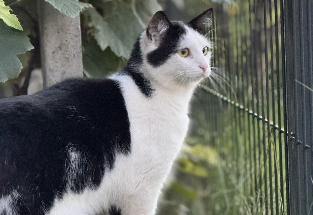 Pogrešana mucka Atena | Zavetišče za zapuščene živali Ljubljana